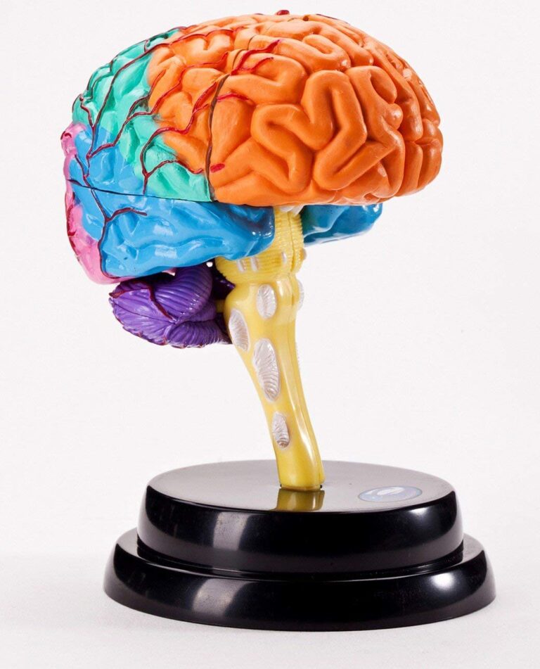 Brain Professional Suits Human Brain Model - 299610 - Toys 4 You