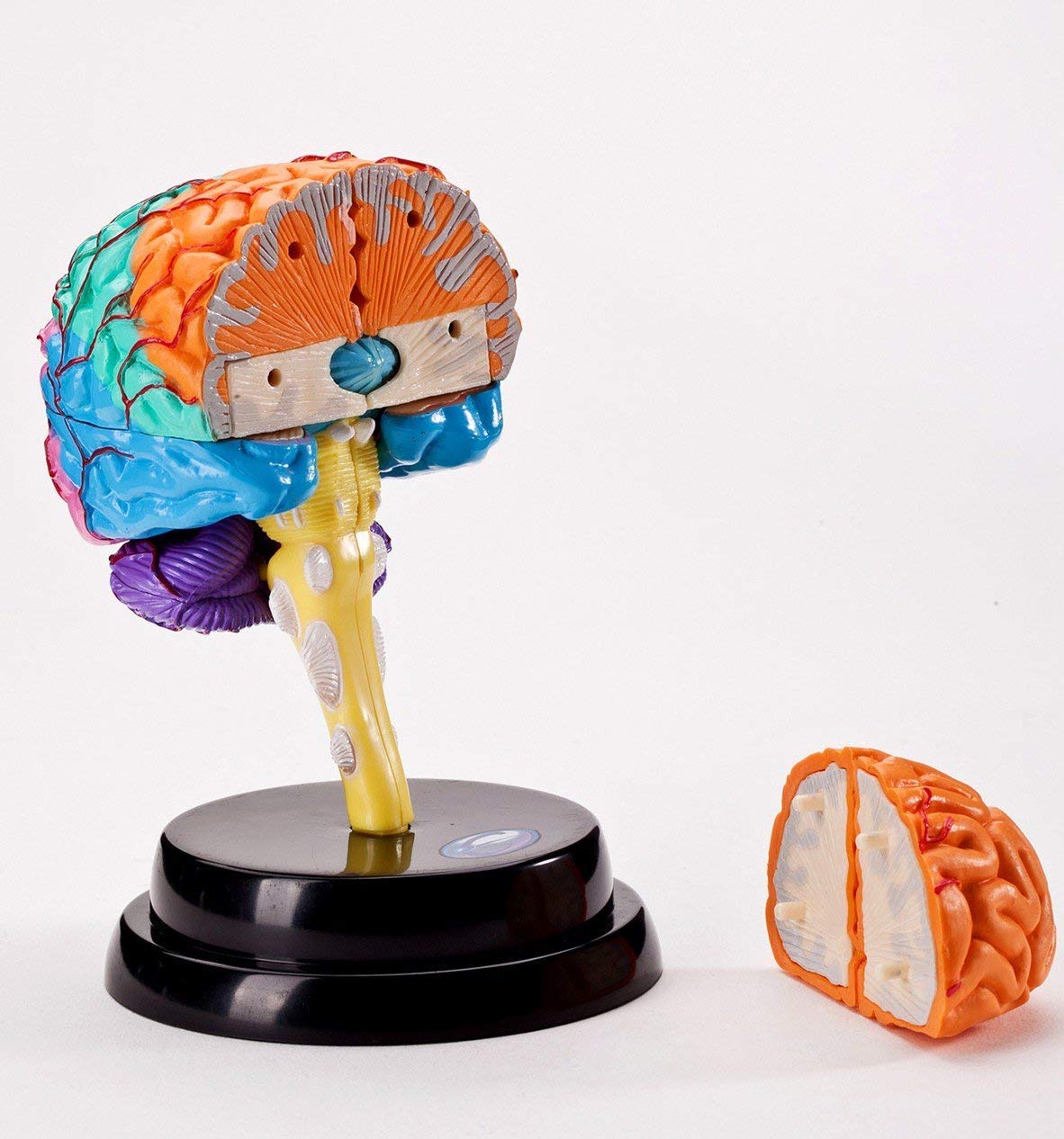 Brain Professional Suits Human Brain Model - 299610 - Toys 4 You