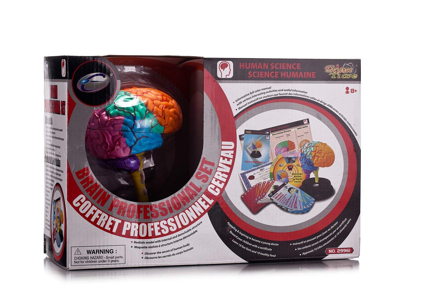 Brain Professional Suits Human Brain Model - 299610 - Toys 4 You